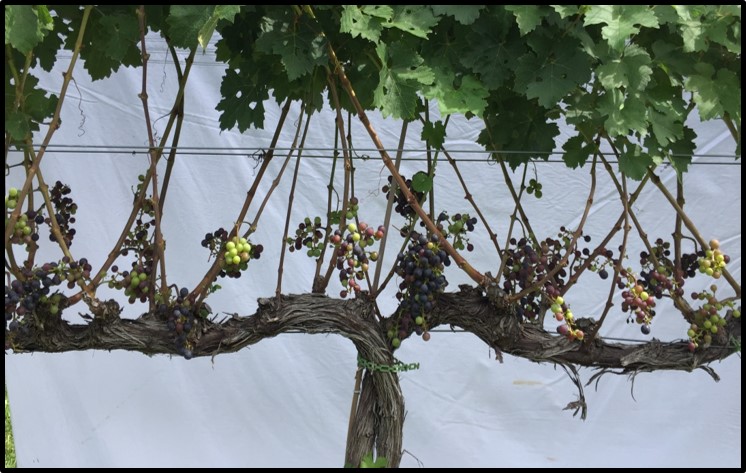Fruit set – what it is, and what can affect it | Viticulture
