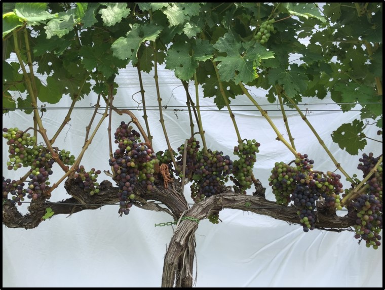 Fruit set – what it is, and what can affect it | Viticulture