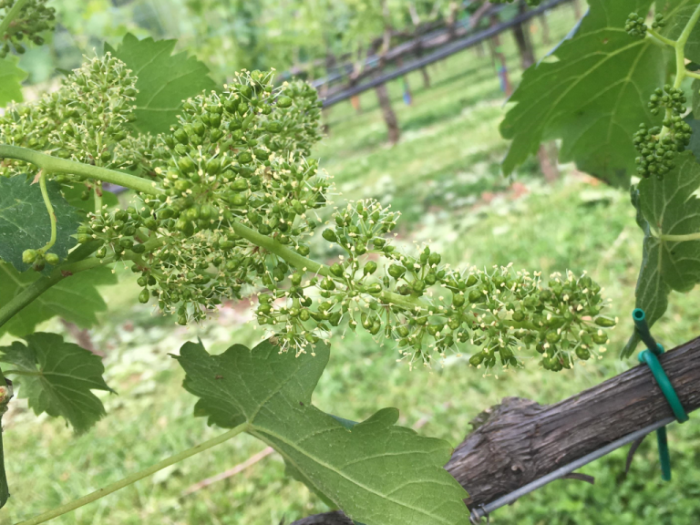 Fruit set – what it is, and what can affect it | Viticulture