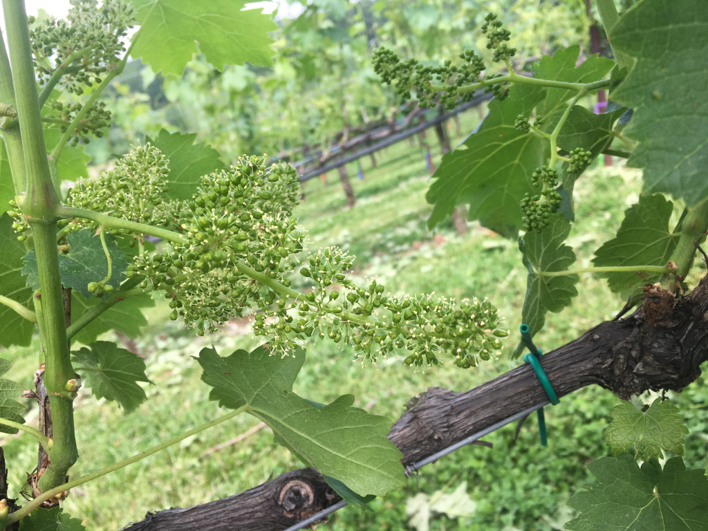 Bloom in GA foothills and surrounding areas; bloom considerations ...