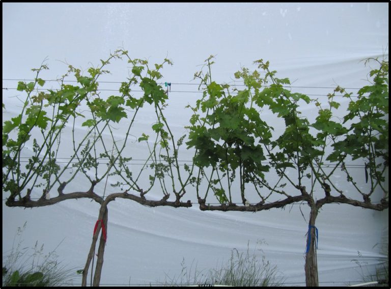 Fruit set – what it is, and what can affect it | Viticulture