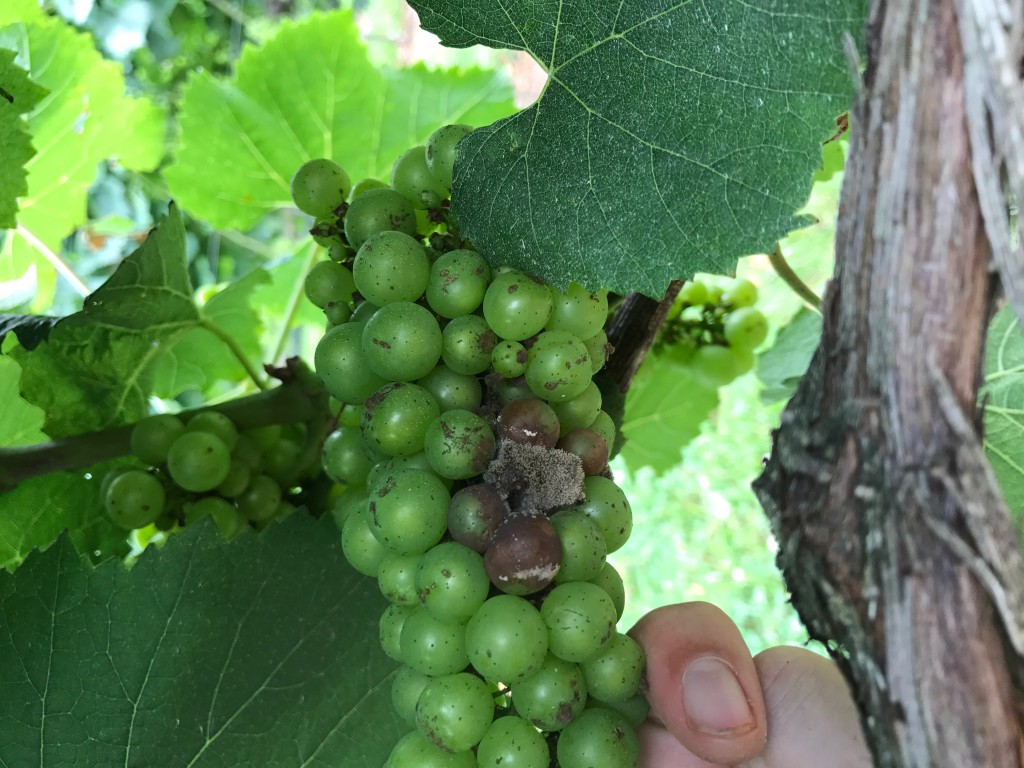 Botrytis Sighting and Botrytis Sampling for Fungicide Resistance ...
