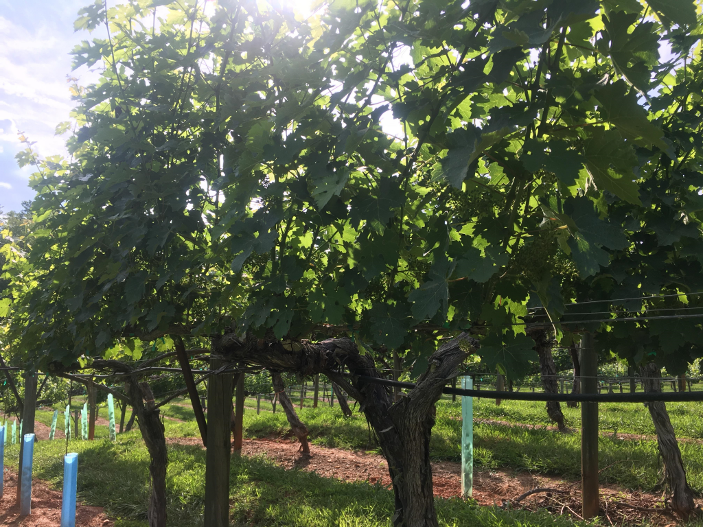 Canopy management in the post-fruit set period | Viticulture