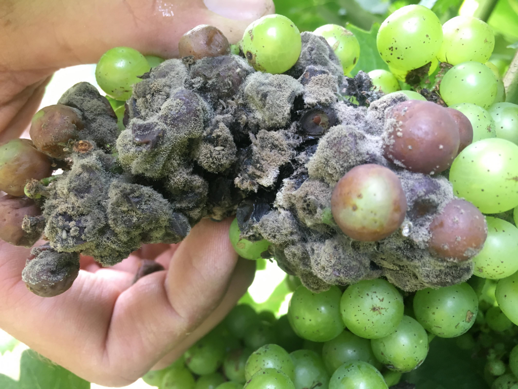 Gray Mold ( Botrytis) Fungicide Resistance testing | Viticulture