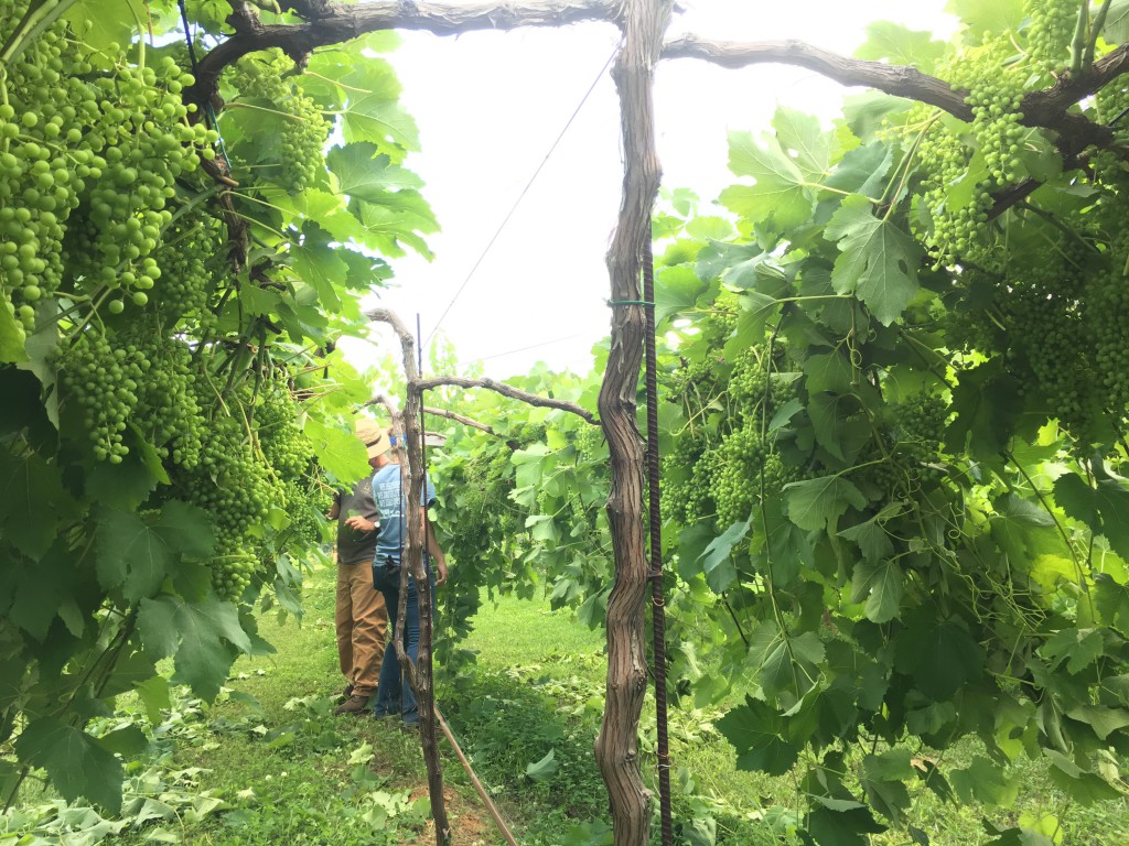 West Georgia Grape Harvest Complete | Viticulture