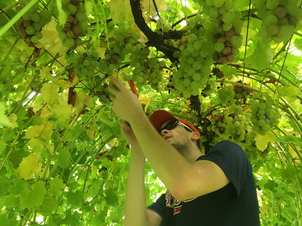West Georgia Grape Harvest Complete | Viticulture