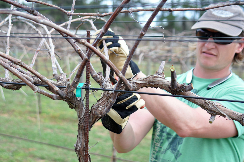 Vineyard and Winery Association of West Georgia to Host Pruning ...