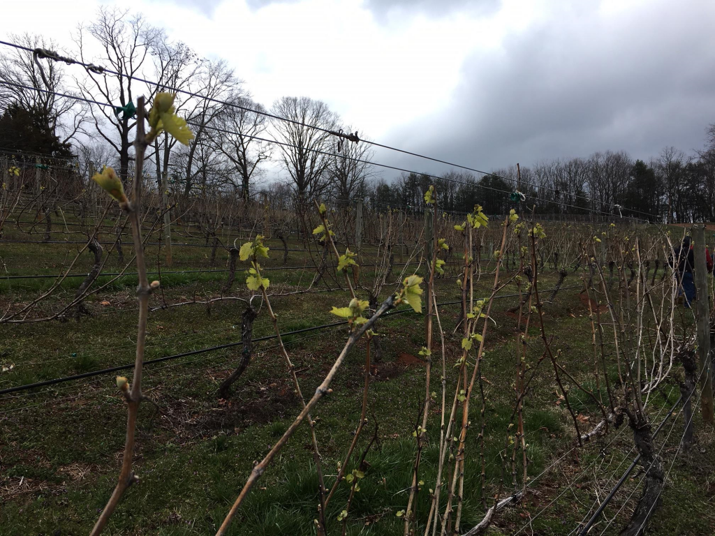 Late winter pruning, frost protection, and timely disease and weed ...