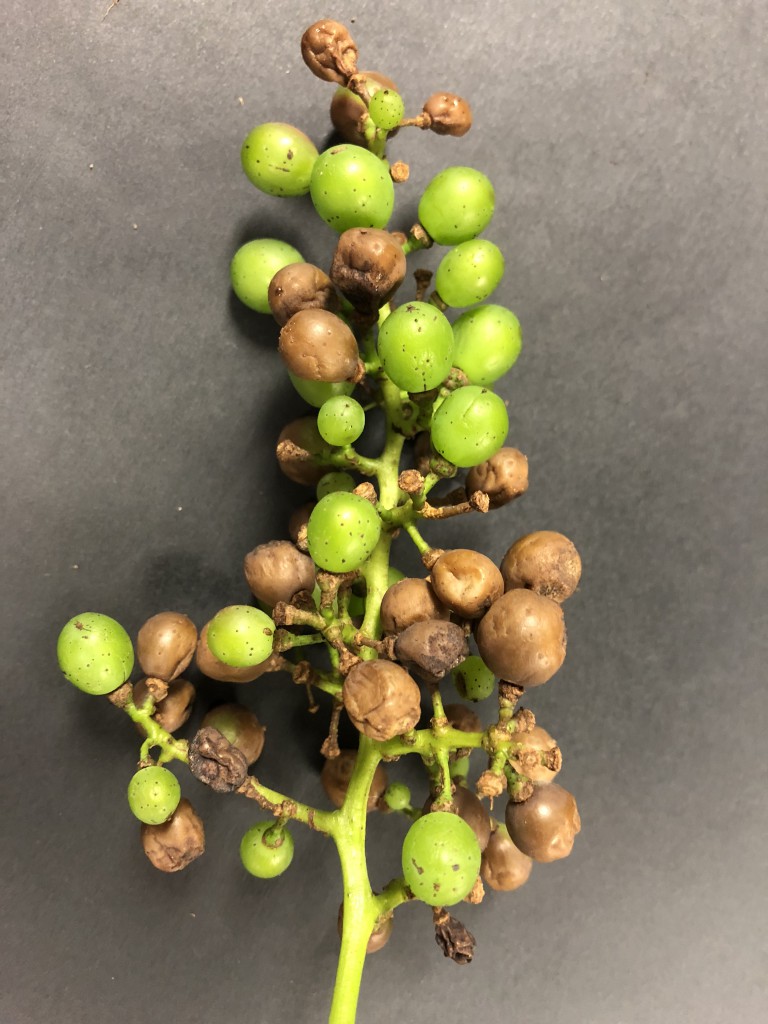 Black Rot Issues | Viticulture
