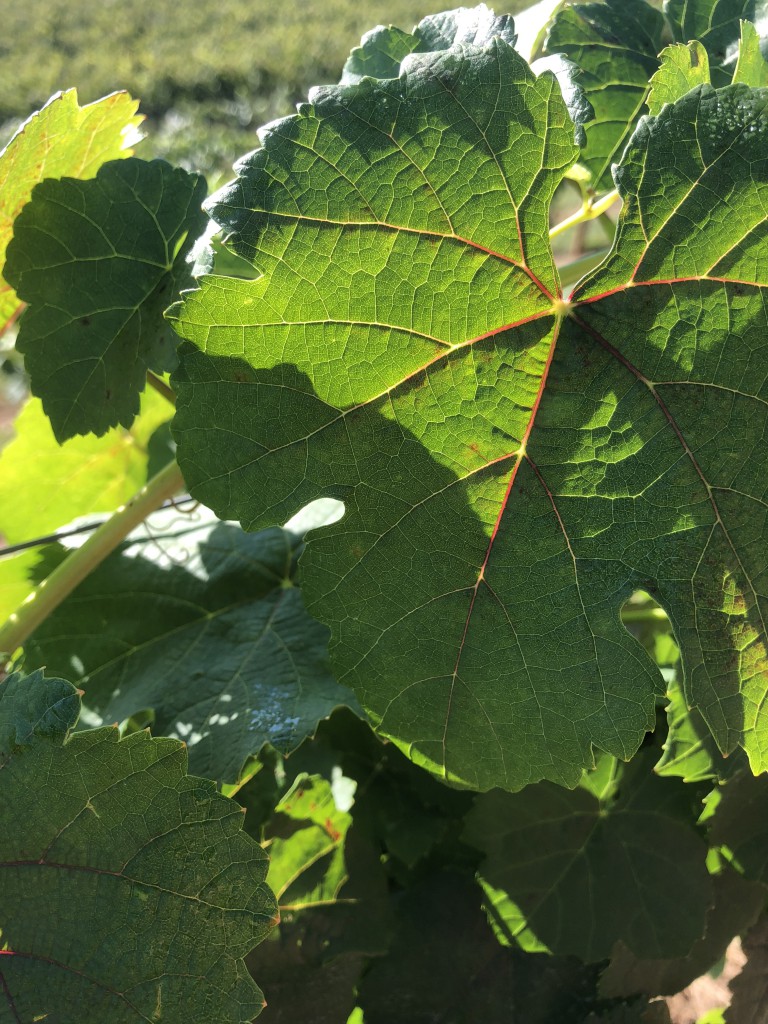 Gramoxone (Paraquat) Injury to Young Vines | Viticulture