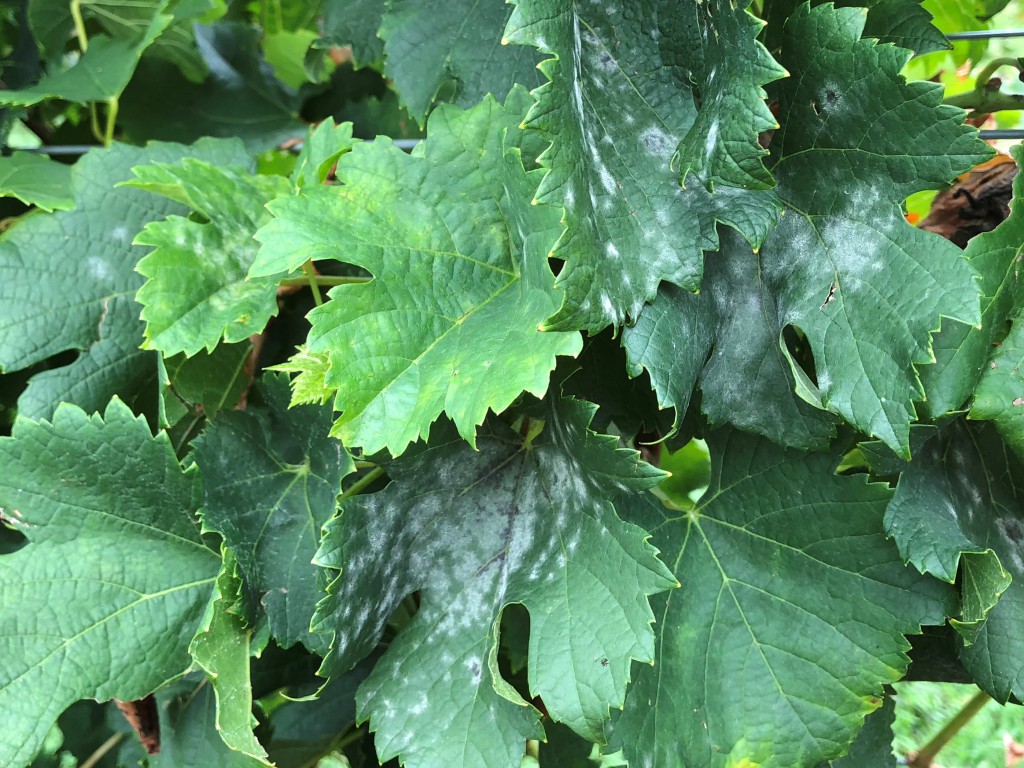 Widespread Powdery Mildew Resistance to QoI Fungicides in Georgia ...