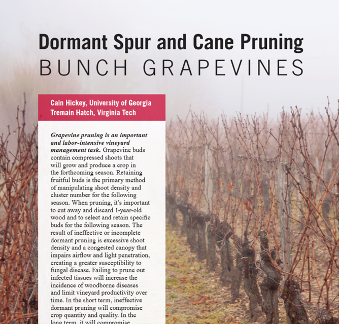 Dormant vine pruning extension bulletin | Viticulture