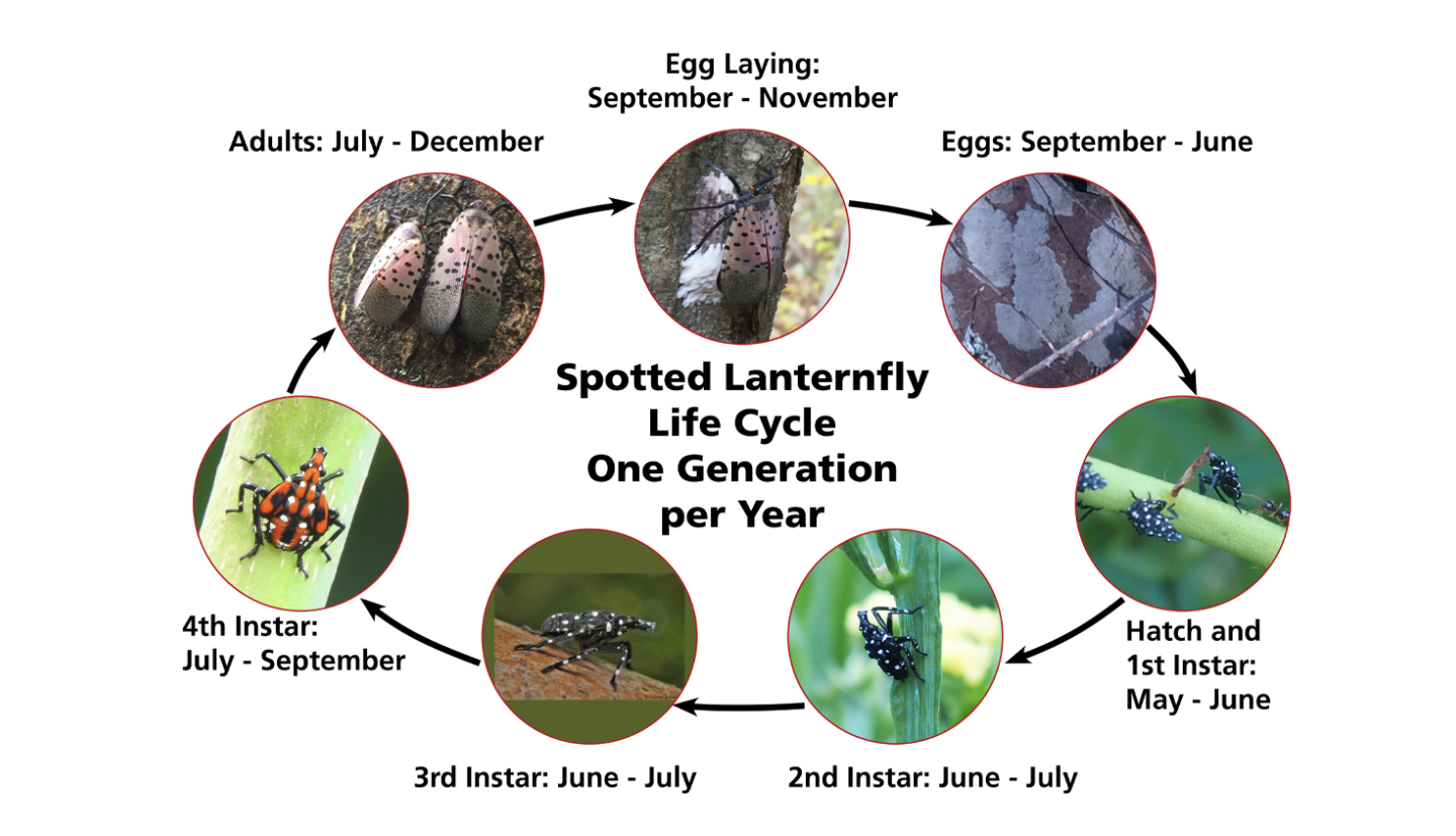 Spotted Lanternfly Frequently Asked Questions | Viticulture
