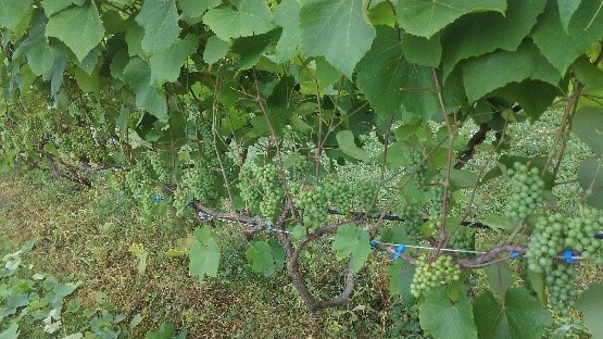 Fruit-zone leaf removal | UGA Extension Viticulture Blog