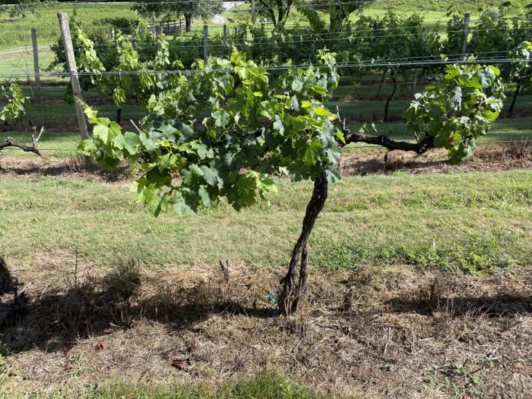 cordon replacement | UGA Extension Viticulture Blog